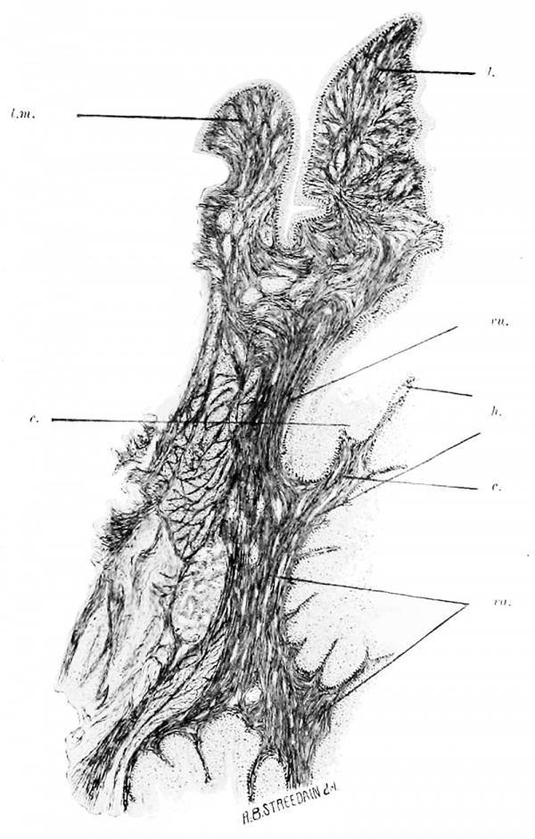 Paper - Anatomy, pathology and development of the hymen - Embryology