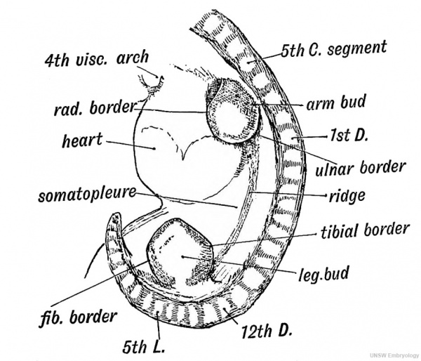 Lecture - Limb Development - Embryology