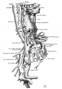 Cardiovascular - Venous Development - Embryology