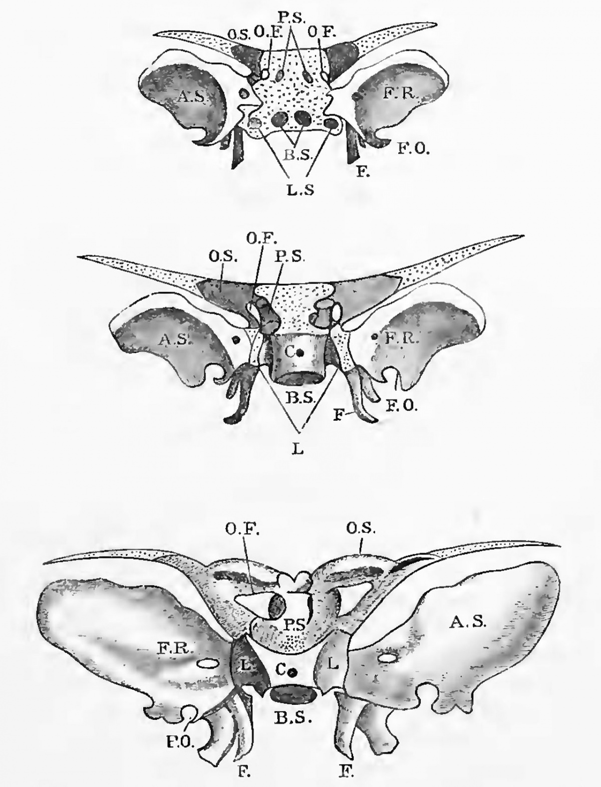 Paper - On the development and morphology of the human sphenoid bone ...
