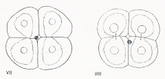 Paper - The Organization and Cell-Lineage of the Ascidian Egg - Embryology