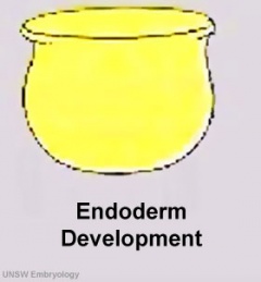 Endoderm - Embryology