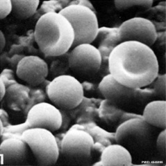 Immune System Development - Embryology