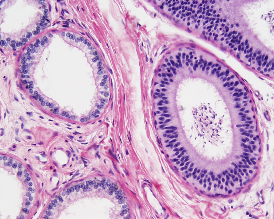 Testes Histology Slides Labeled