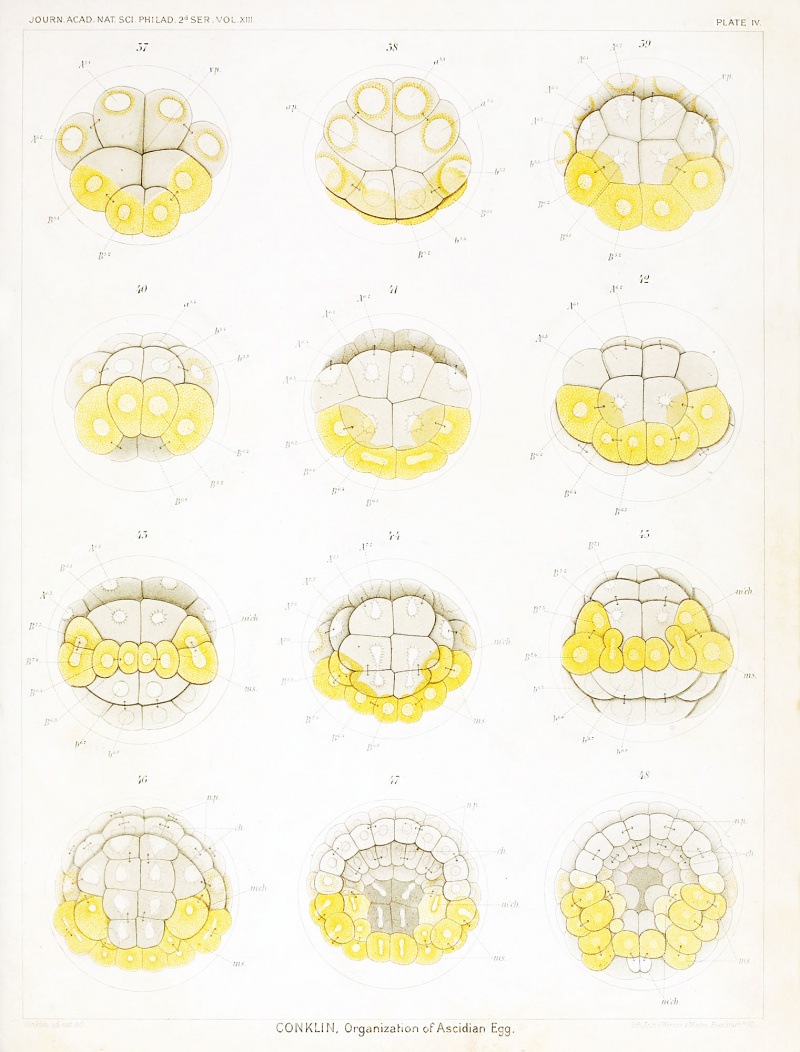Paper - The Organization and Cell-Lineage of the Ascidian Egg 10 ...