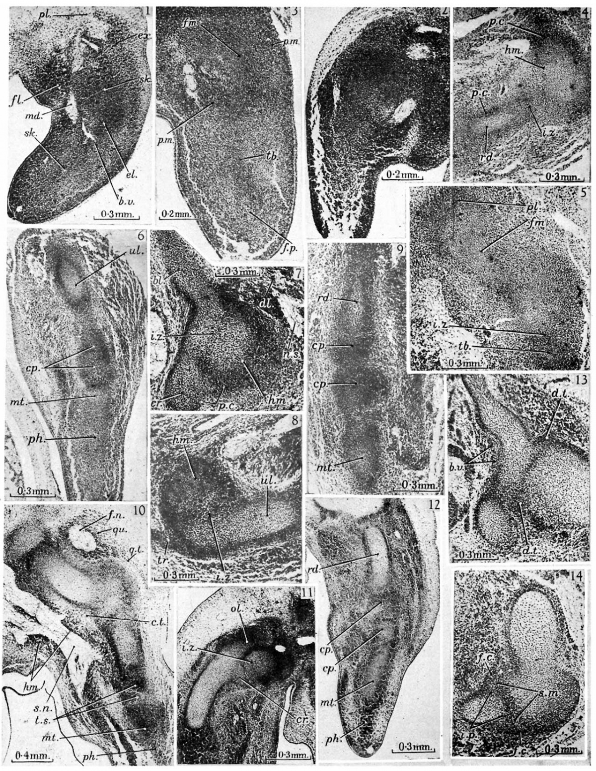 Paper - The development of joints - Embryology