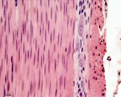 Smooth Muscle Histology - Embryology