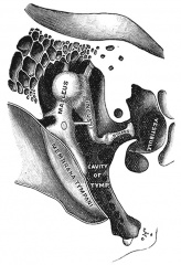 Hearing - Middle Ear Development - Embryology