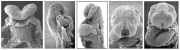 Cardiovascular System - Coronary Circulation Development - Embryology