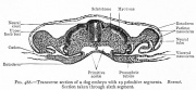 Dog Development - Embryology