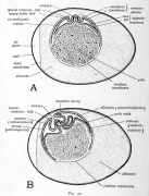 Book - The Early Embryology of the Chick - Figures - Embryology