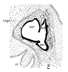 Paper - The early development of the membranous labyrinth in mammalian ...