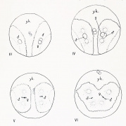 Paper - The Organization and Cell-Lineage of the Ascidian Egg - Embryology