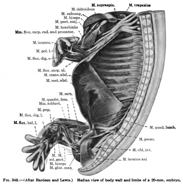 Book - Manual of Human Embryology 12 - Embryology