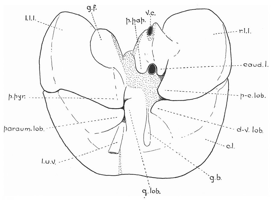 Paper - A contribution to the morphology and development of the ...