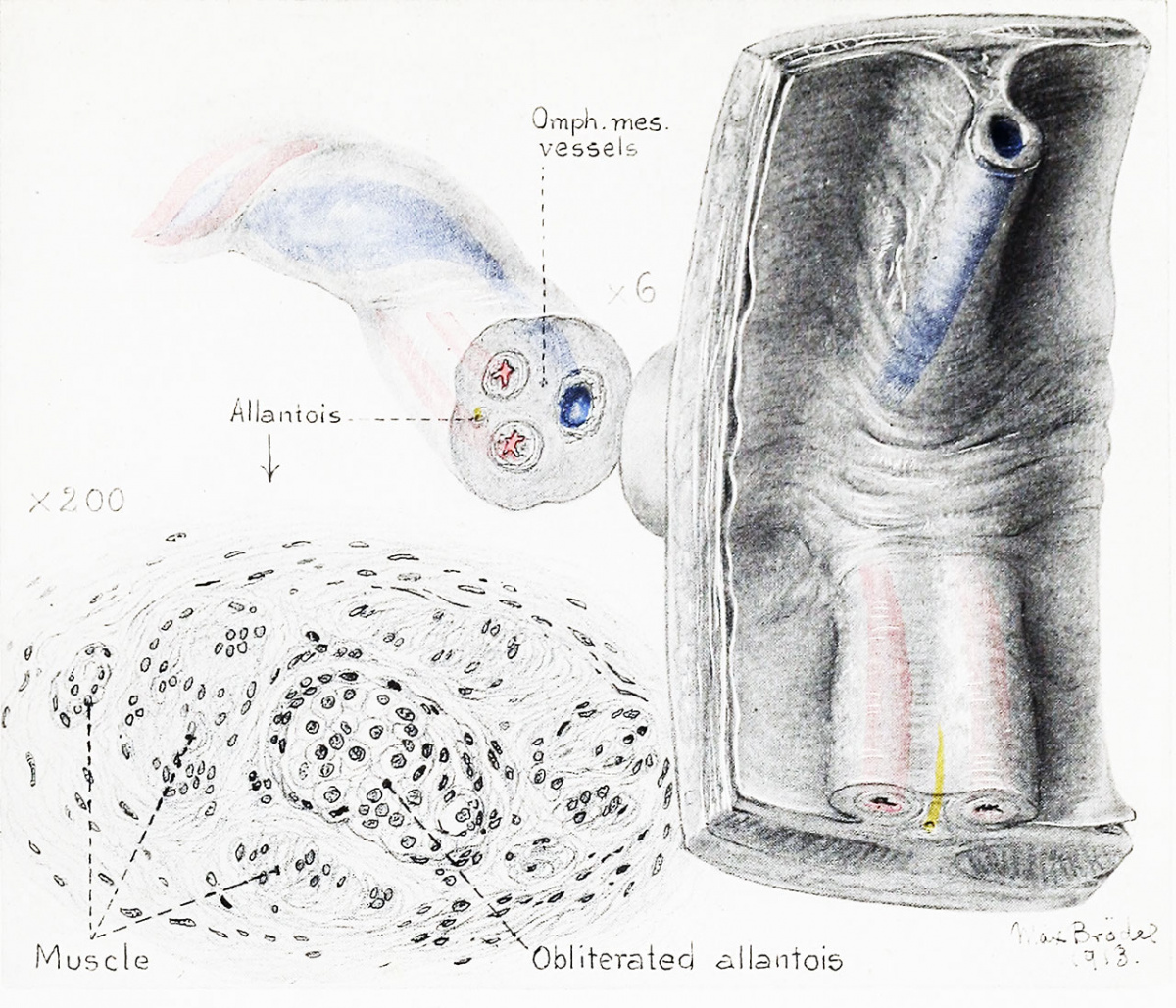 Book - Umbilicus (1916) 1 - Embryology