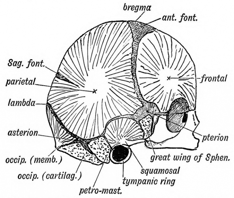 Book - Human Embryology and Morphology 13 - Embryology