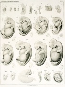 Pig Development - Embryology
