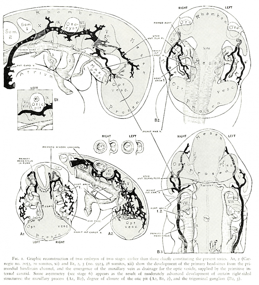 Paper - The development of the cranial venous system in man, from the ...