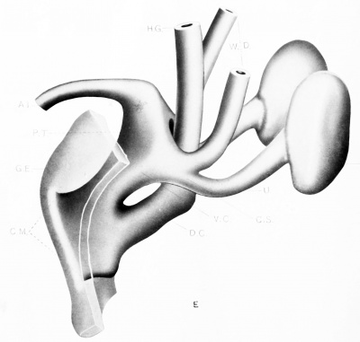 Paper - The development of the cloaca in human embryos - Embryology
