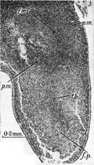 Category:Joint - Embryology