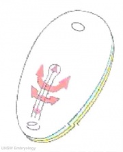 Mesoderm - Embryology