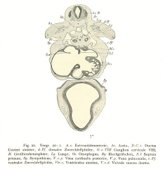 Book - Normal plates of the development of the human embryo (1908 ...