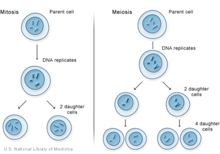 Cell Division - Embryology