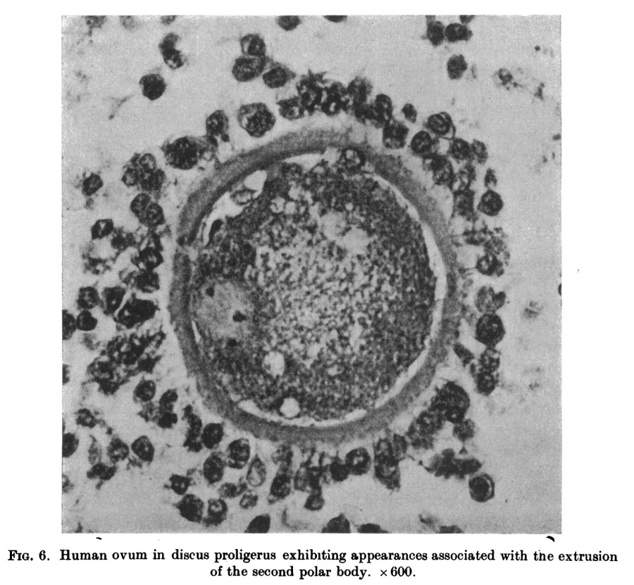 Paper - The Maturation of the Human Ovum - Embryology