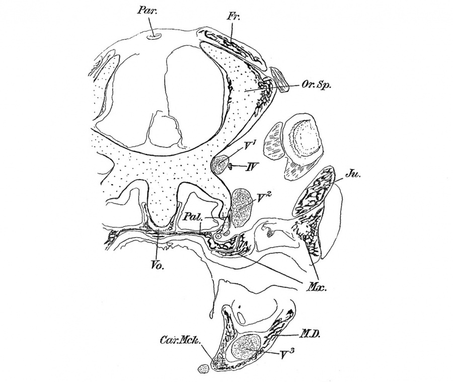 Paper - The Monotreme Skull - A Contribution to Mammalian Morphogenesis ...