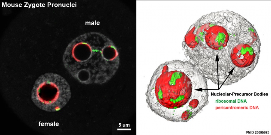Zygote - Embryology