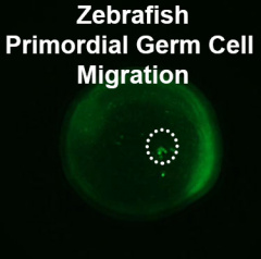 Zebrafish Primordial Germ Cell Migration - Embryology