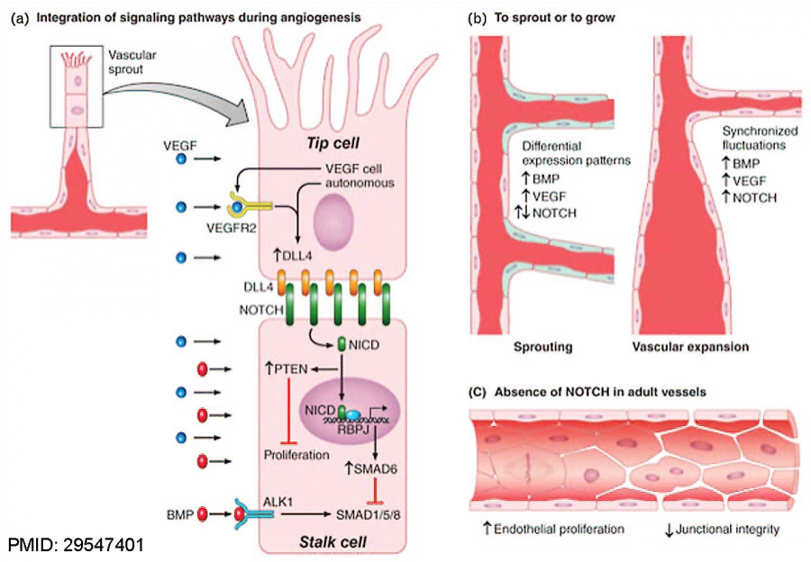 Developmental Signals - Notch - Embryology