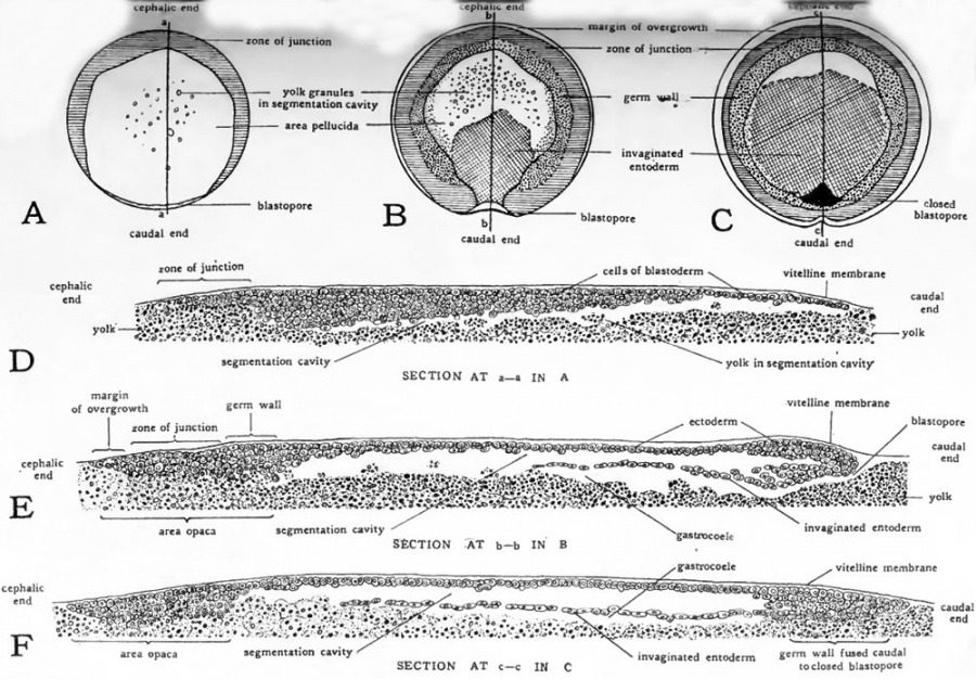 Book - The Early Embryology of the Chick 4 - Embryology