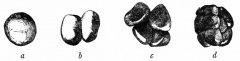 Rat Development - Embryology
