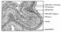Category:Week 9 - Embryology