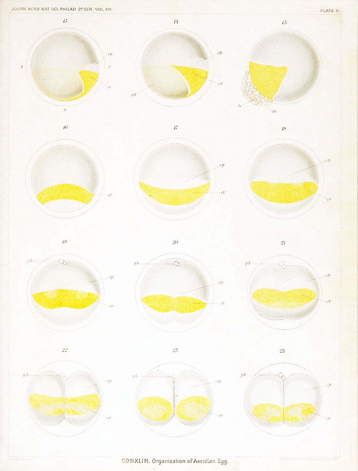 Paper - The Organization and Cell-Lineage of the Ascidian Egg 10 ...
