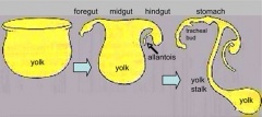 Placenta - Membranes - Embryology