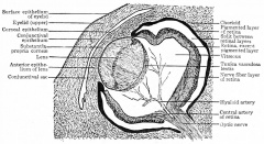 Vision - Cornea Development - Embryology