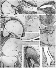 Paper - The development of joints - Embryology