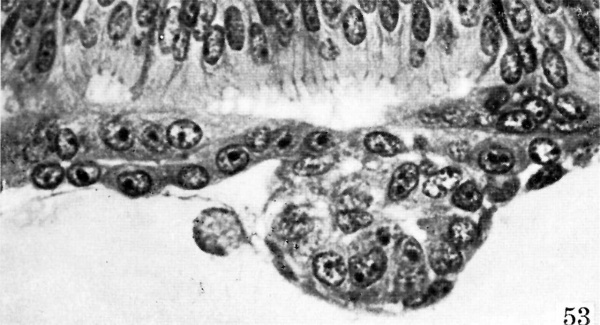Carnegie stage 4 - Embryology