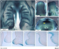Category:Mouse E13.5 - Embryology