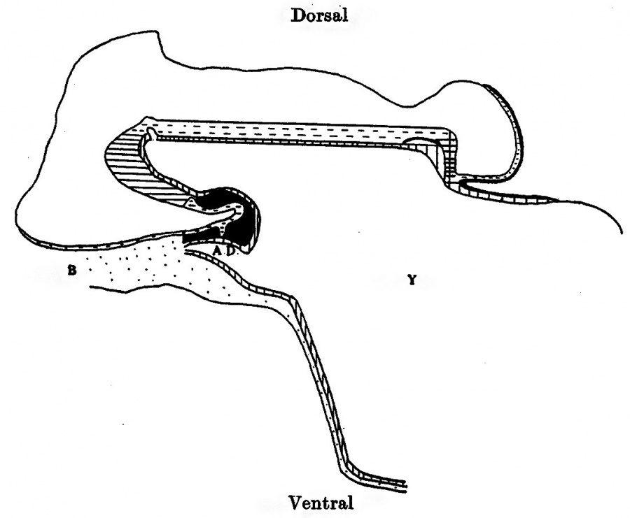 Paper - The formation of the umbilical cord and the umbilical region of ...
