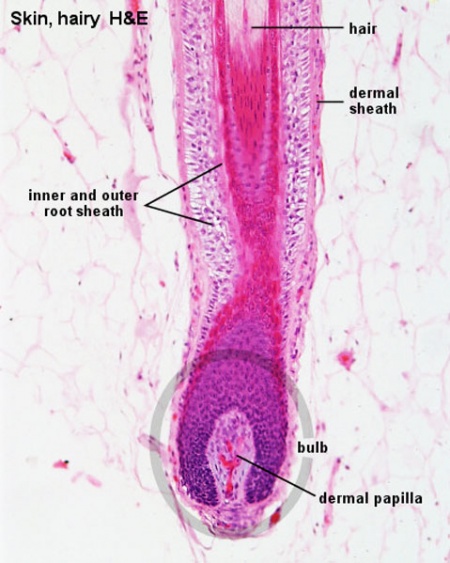 Integumentary System - Hair Development - Embryology