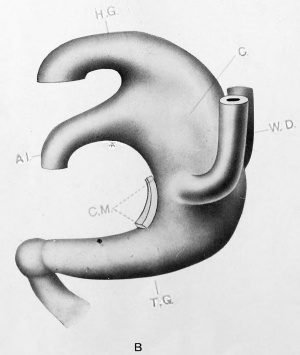 Paper - The development of the cloaca in human embryos - Embryology