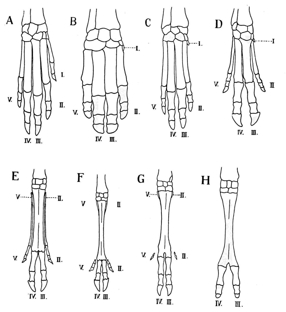 Paper - Extra digits and digital reductions - Embryology
