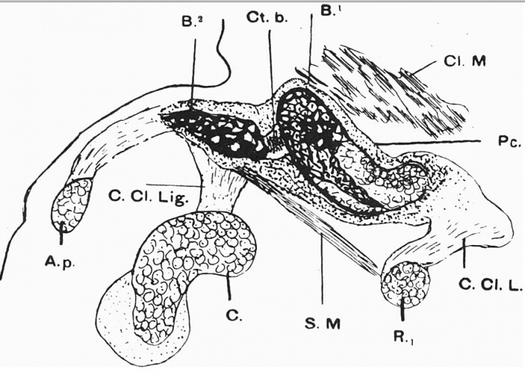 Paper - The development and ossification of the human clavicle - Embryology