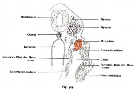 Embryology History - Julius Kollmann - Embryology