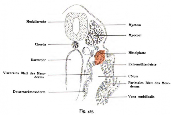 Embryology History - Julius Kollmann - Embryology