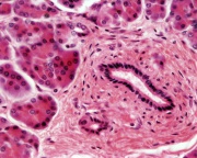 Gastrointestinal Tract - Pancreas Histology - Embryology